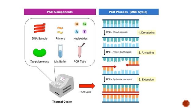 Polymerase Chain Reaction (PCR) notes as per PCI syllabus for B. Pharm ...