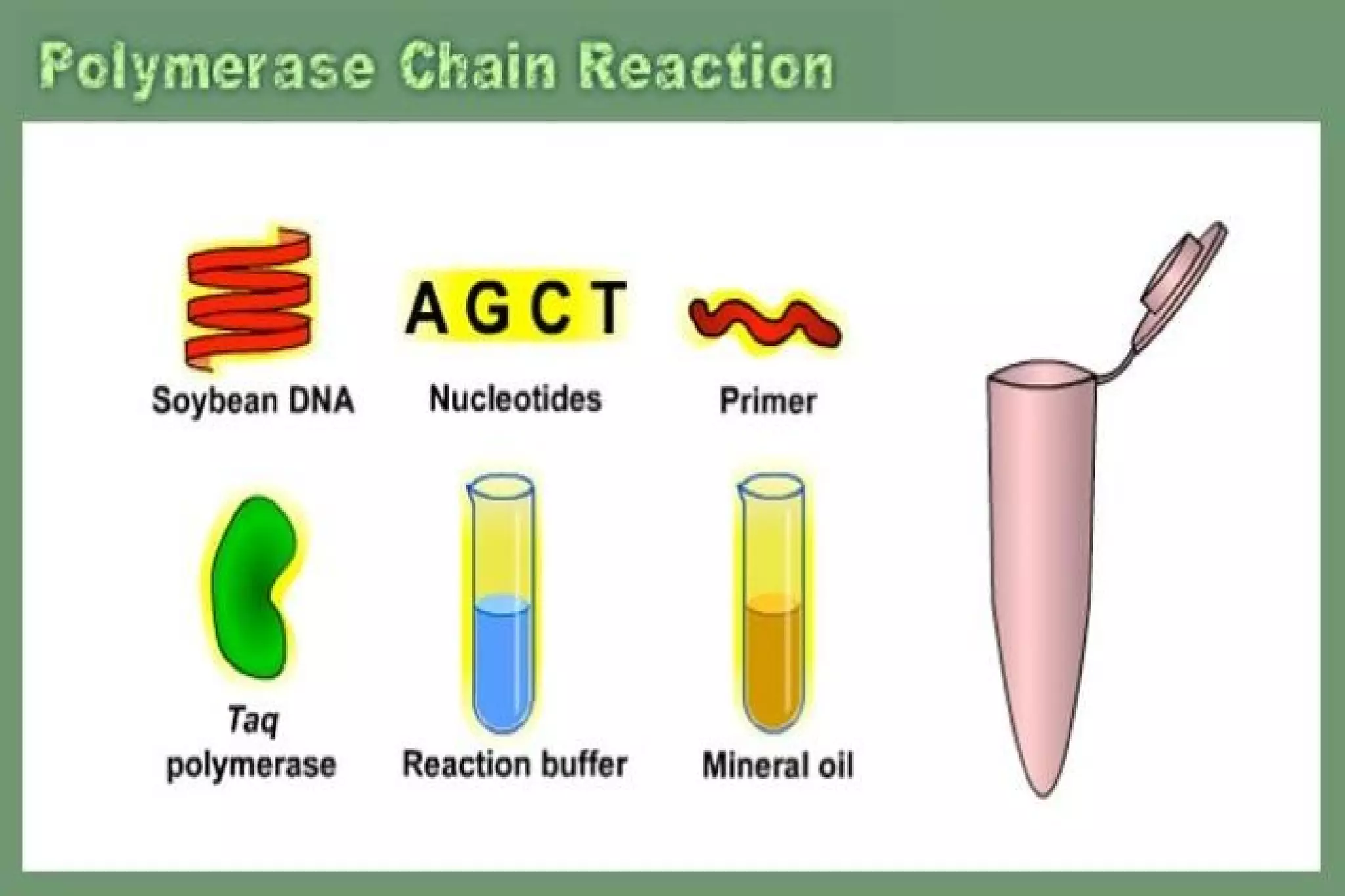 Pcr pcr applications | PPT