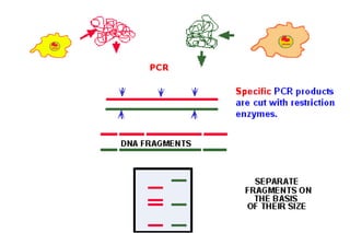Pcr pcr applications | PPT