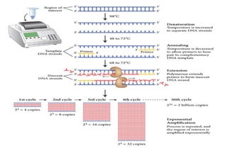Pcr pcr applications | PPT
