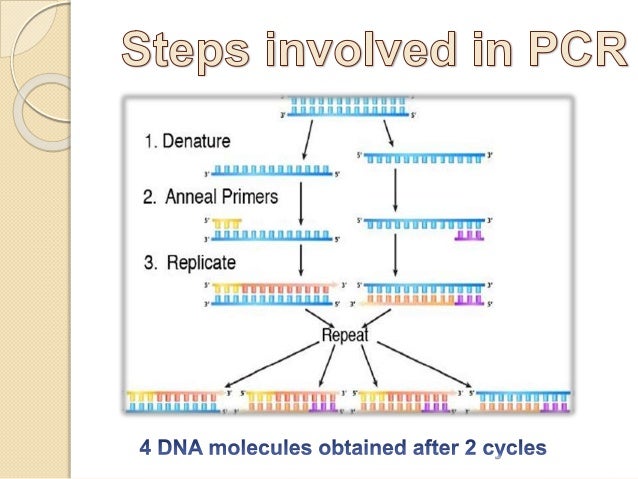 Polymerase Chain Reaction Pcr Principle Procedure