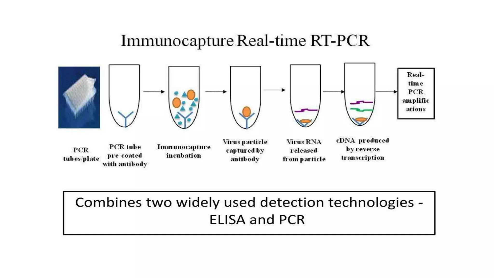PCR (polymerase chain reaction) and Extraction of DNA from fungal plant ...