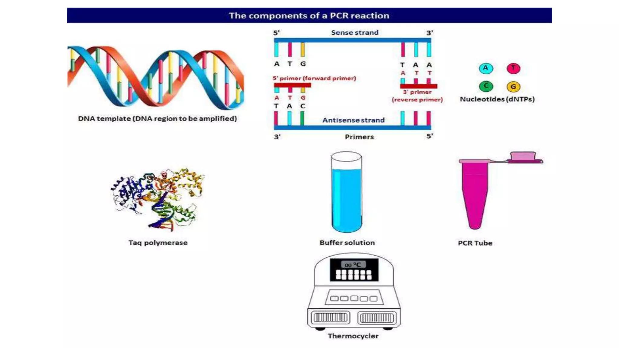 PCR (polymerase chain reaction) and Extraction of DNA from fungal plant ...