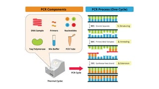 PCR (polymerase chain reaction) and Extraction of DNA from fungal plant ...