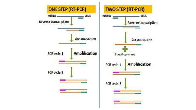 PCR (polymerase chain reaction) and Extraction of DNA from fungal plant ...