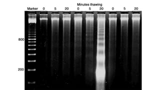 PCR (polymerase chain reaction) and Extraction of DNA from fungal plant ...
