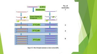 pcr ppt.pptx | Chemistry | Science