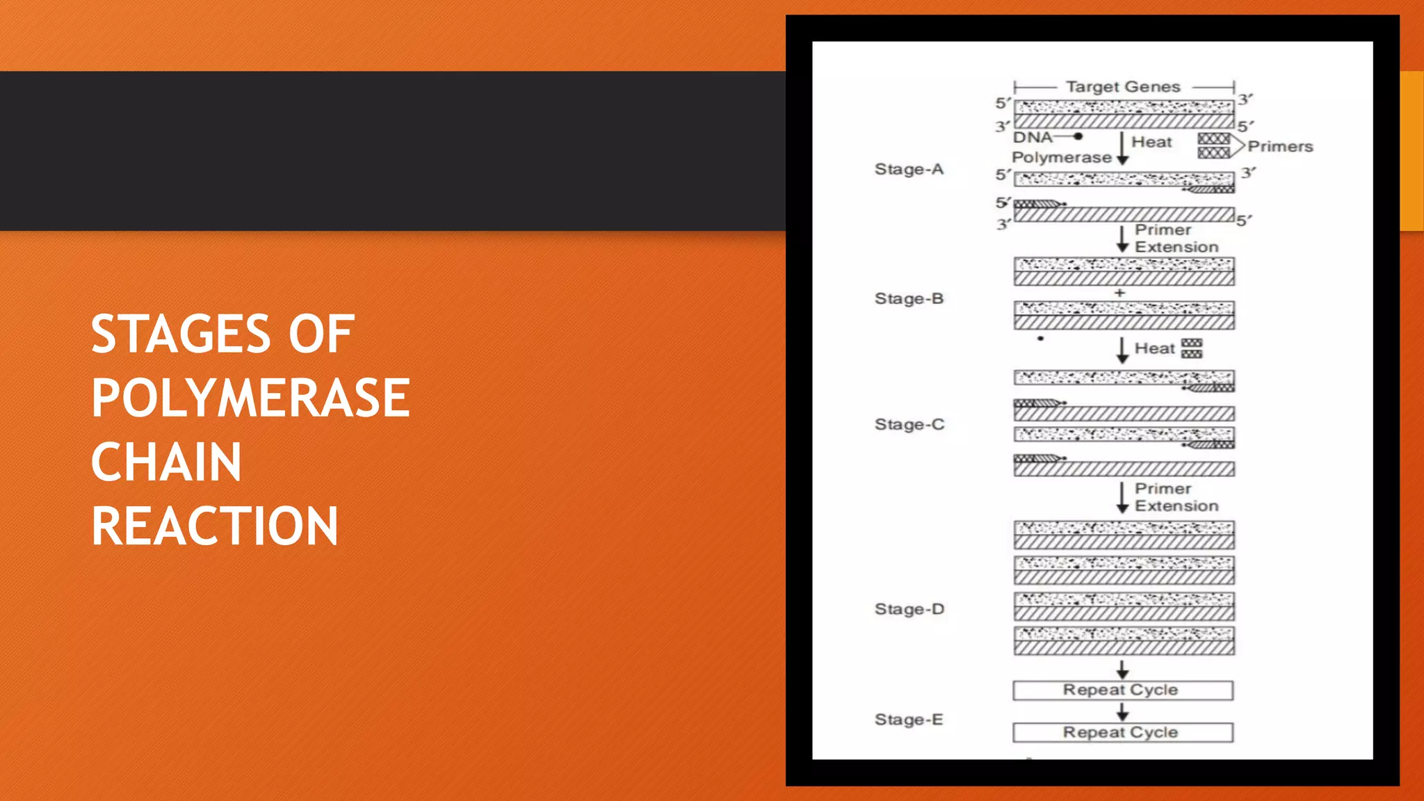 POLYMERASE CHAIN REACTION (PCR) | PPT