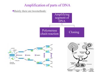 PCR Presentation.pptx | Chemistry | Science