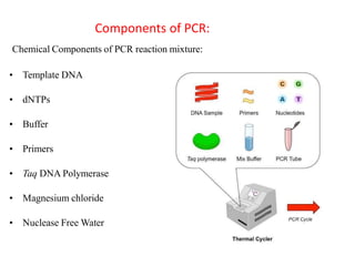 PCR Presentation.pptx | Chemistry | Science