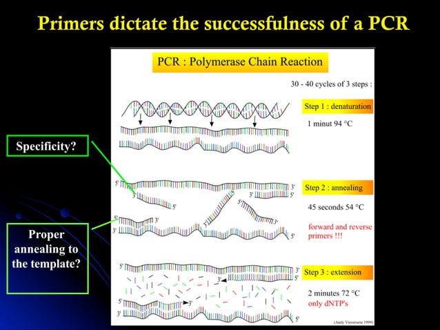 Pcr primer design | PDF | Chemistry | Science