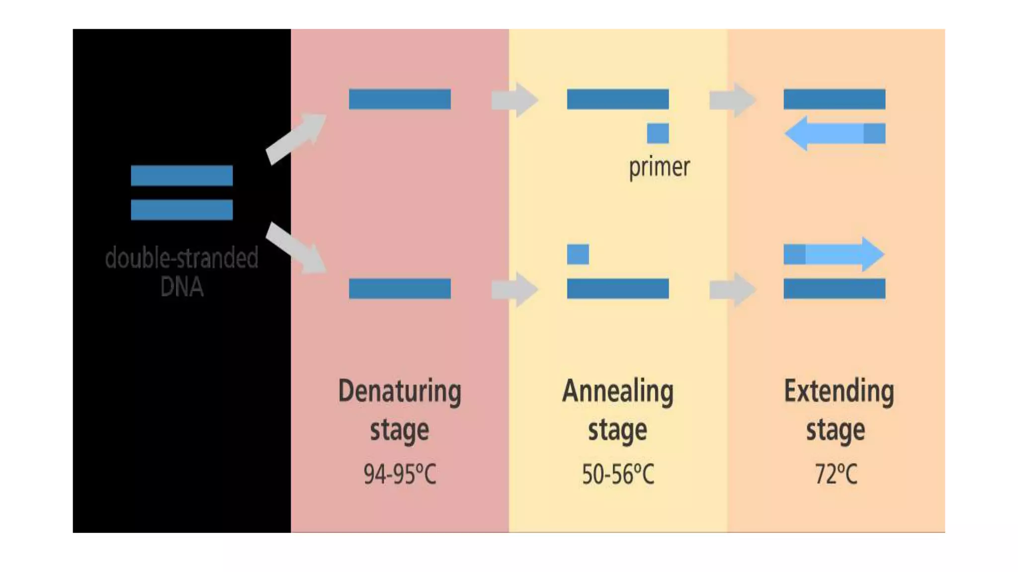 Pcr primer design | PPTX | Chemistry | Science