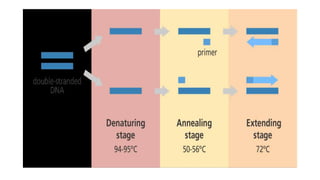 Pcr primer design | PPTX