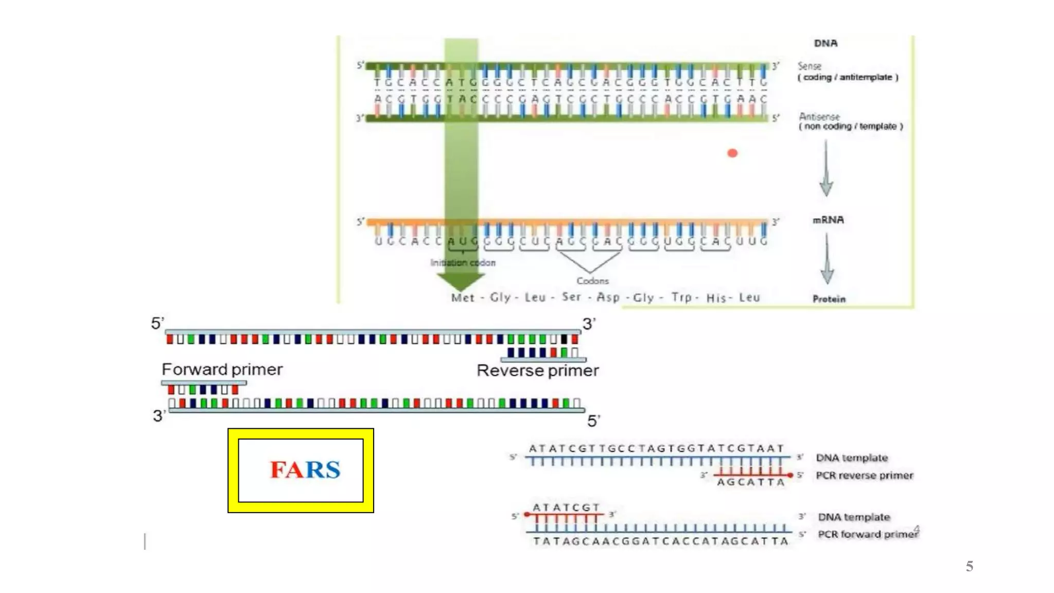PCR & PRIMER DESIGN | PPTX