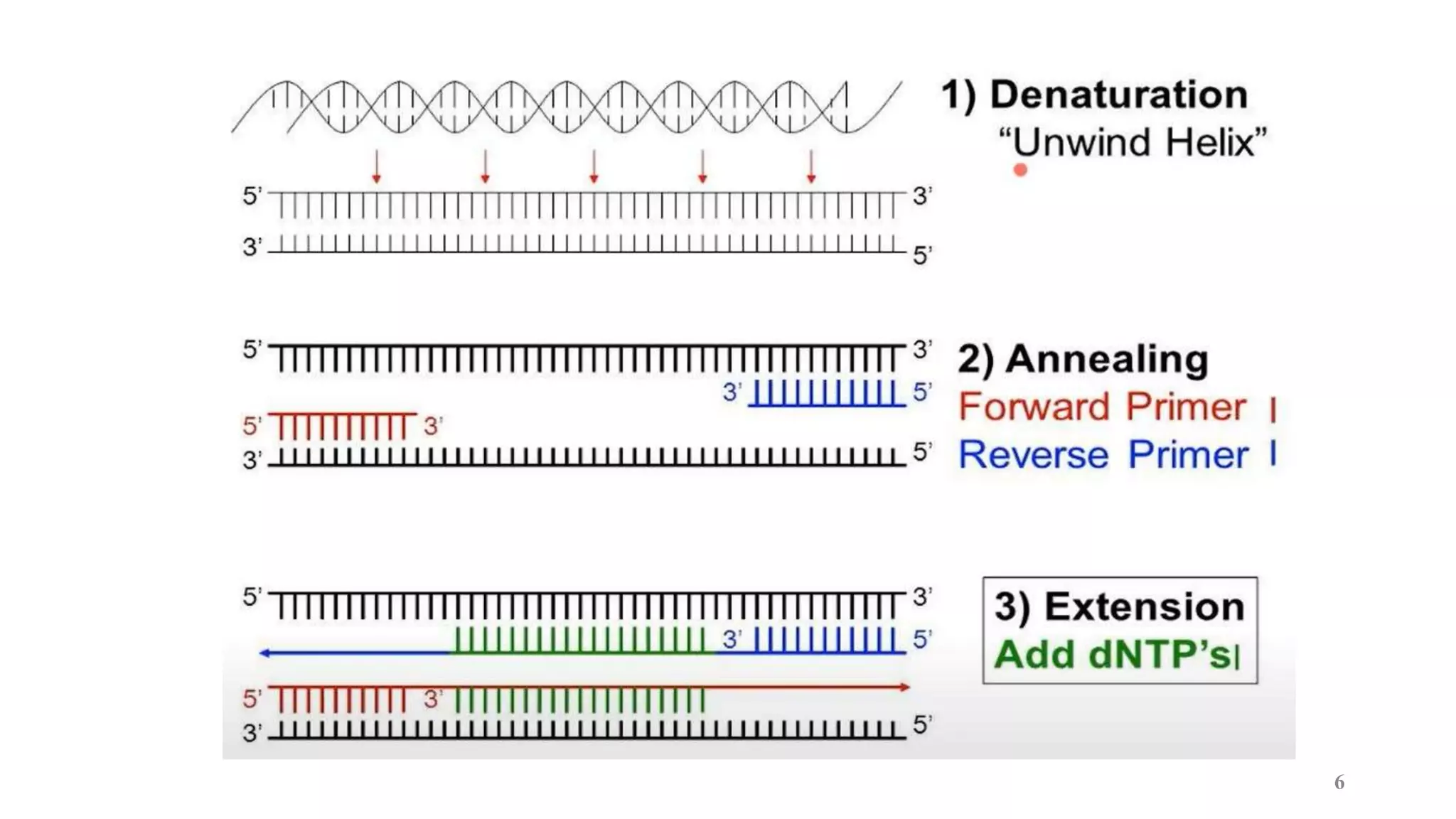 PCR & PRIMER DESIGN | PPTX