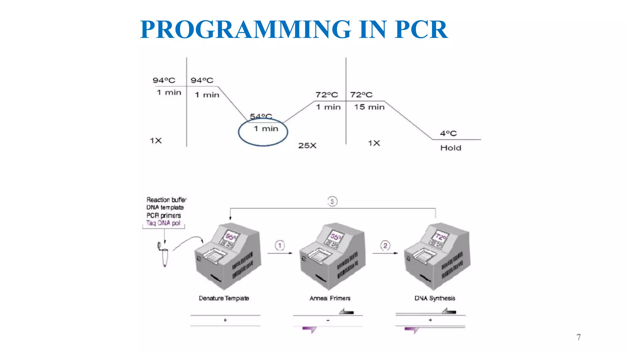 PCR & PRIMER DESIGN | PPTX