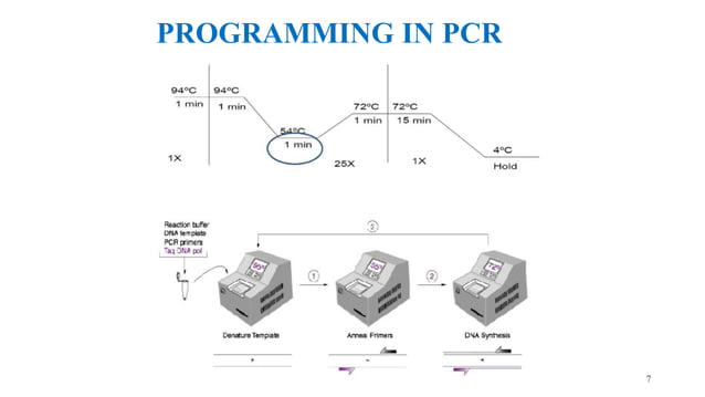 PCR & PRIMER DESIGN | PPT