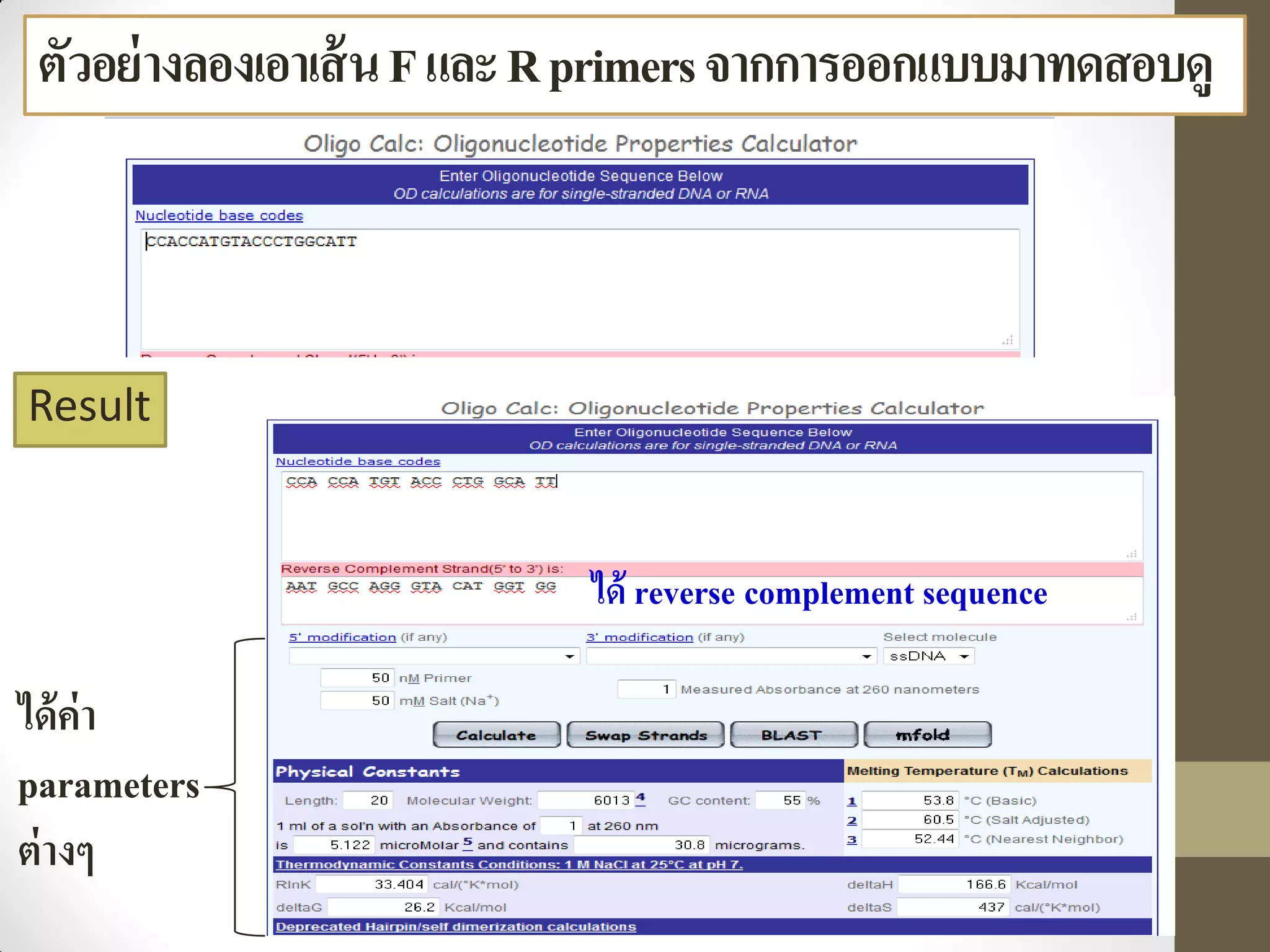 PCR primer design | PDF