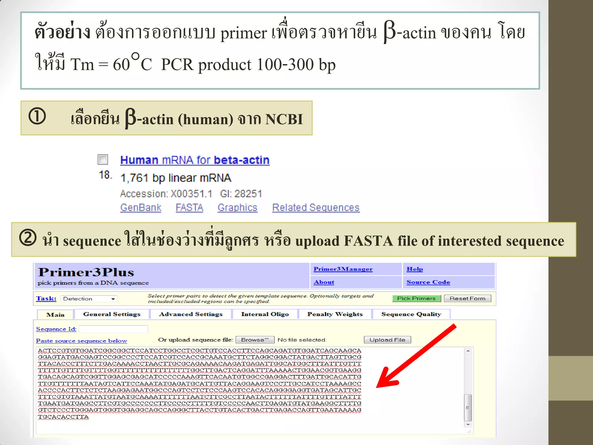 PCR primer design | PDF
