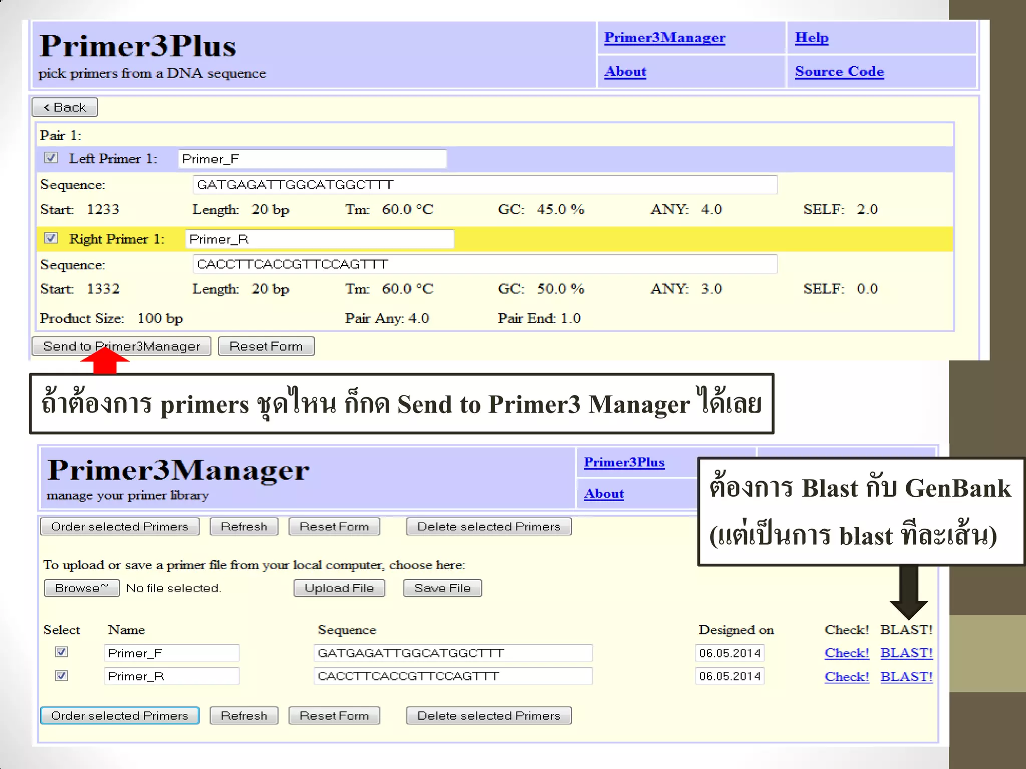PCR primer design | PDF
