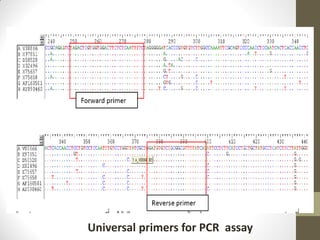 PCR primer design | PDF