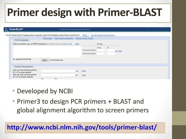 PCR primer design | PDF