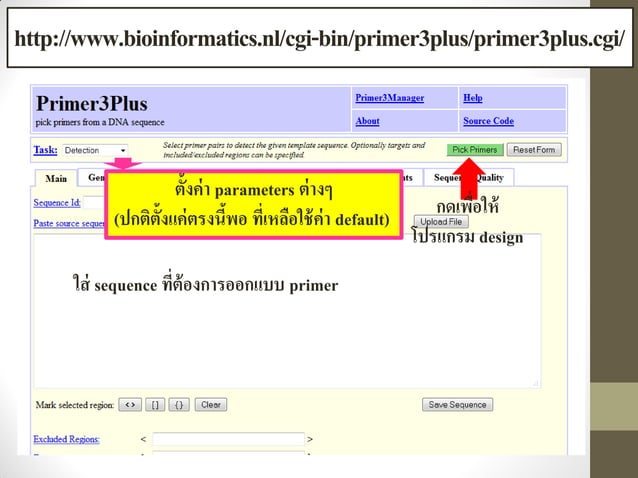 PCR primer design | PDF
