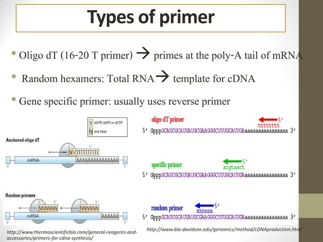 PCR primer design | PDF