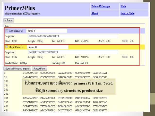 PCR primer design | PDF