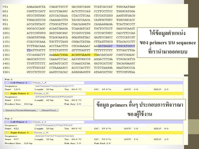 PCR primer design | PDF