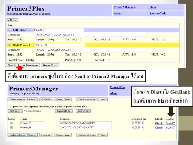 PCR primer design | PDF