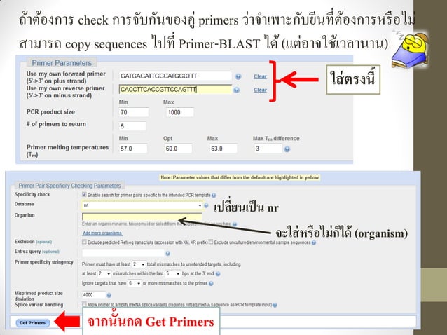 PCR primer design | PDF
