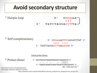 PCR primer design | PDF