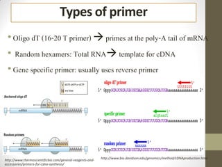 PCR primer design | PPT