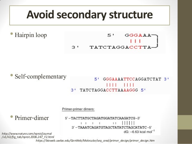 PCR primer design