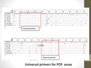 Pcr primer design english version | PDF