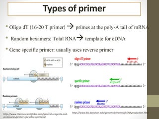 Pcr primer design english version | PDF