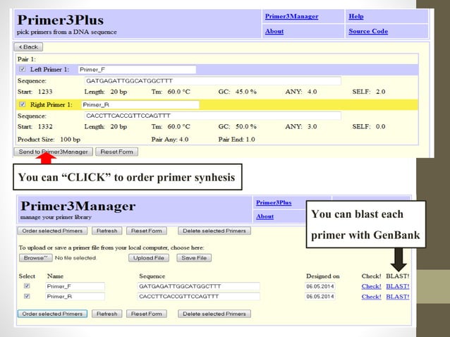 Pcr primer design english version | PDF
