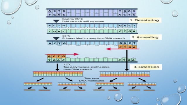 Pcr & primer designing | PPT