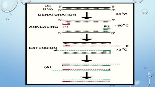 Pcr & primer designing | PPT