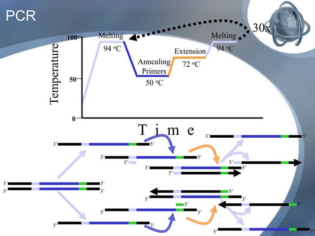 Pcr, rapd dan rflp | PPTX | Chemistry | Science