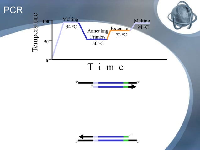 Pcr, rapd dan rflp | PPTX | Chemistry | Science