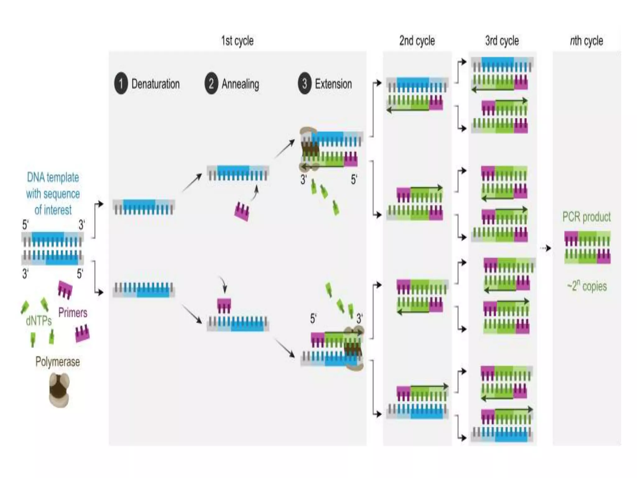 Polymerase Chain Reaction Andrestriction Fragment Length Polymorphism