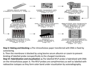 Polymerase chain reaction andRestriction fragment length polymorphism ...