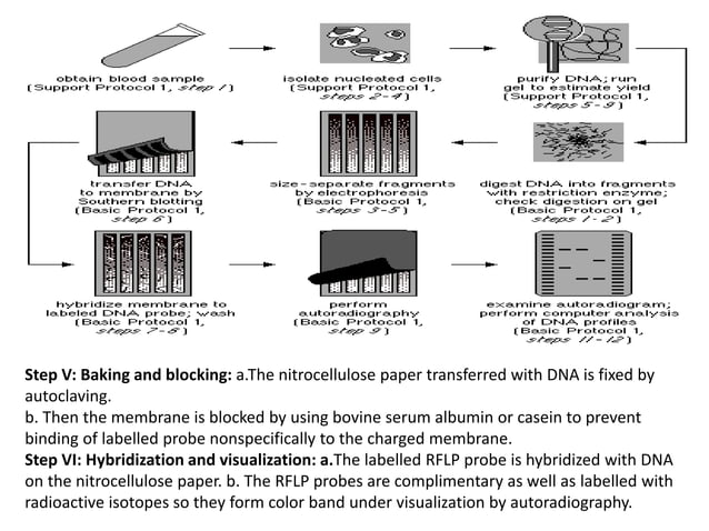 Polymerase Chain Reaction Andrestriction Fragment Length Polymorphism Rflp Principle