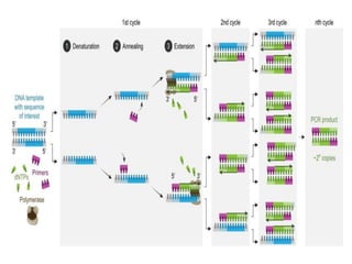 Polymerase chain reaction andRestriction fragment length polymorphism (RFLP): principle ...