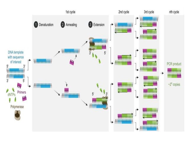 Polymerase chain reaction andRestriction fragment length polymorphism ...