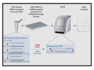 PCR and RT PCR.pptx