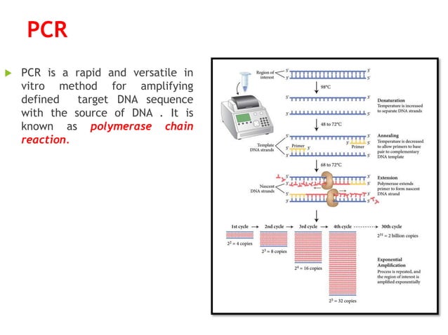 PCR and RT PCR.pptx | Free Download