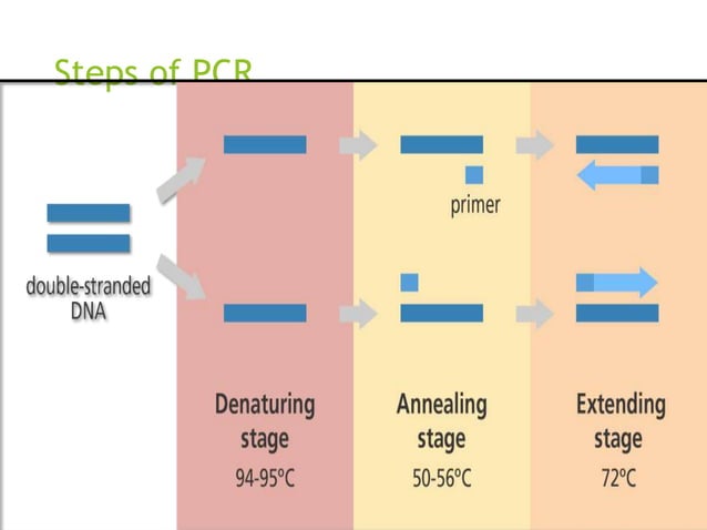 PCR and RT PCR.pptx